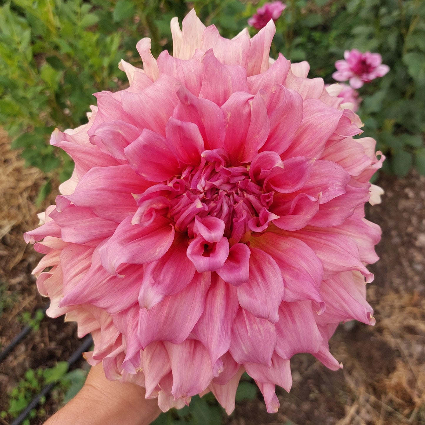 Sierra Glow – The Flower Mills