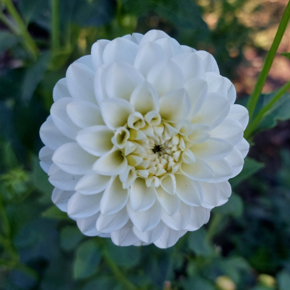 Products – Page 2 – The Flower Mills