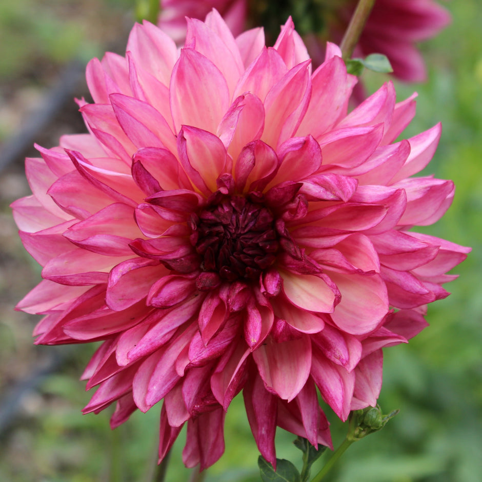 Products – The Flower Mills