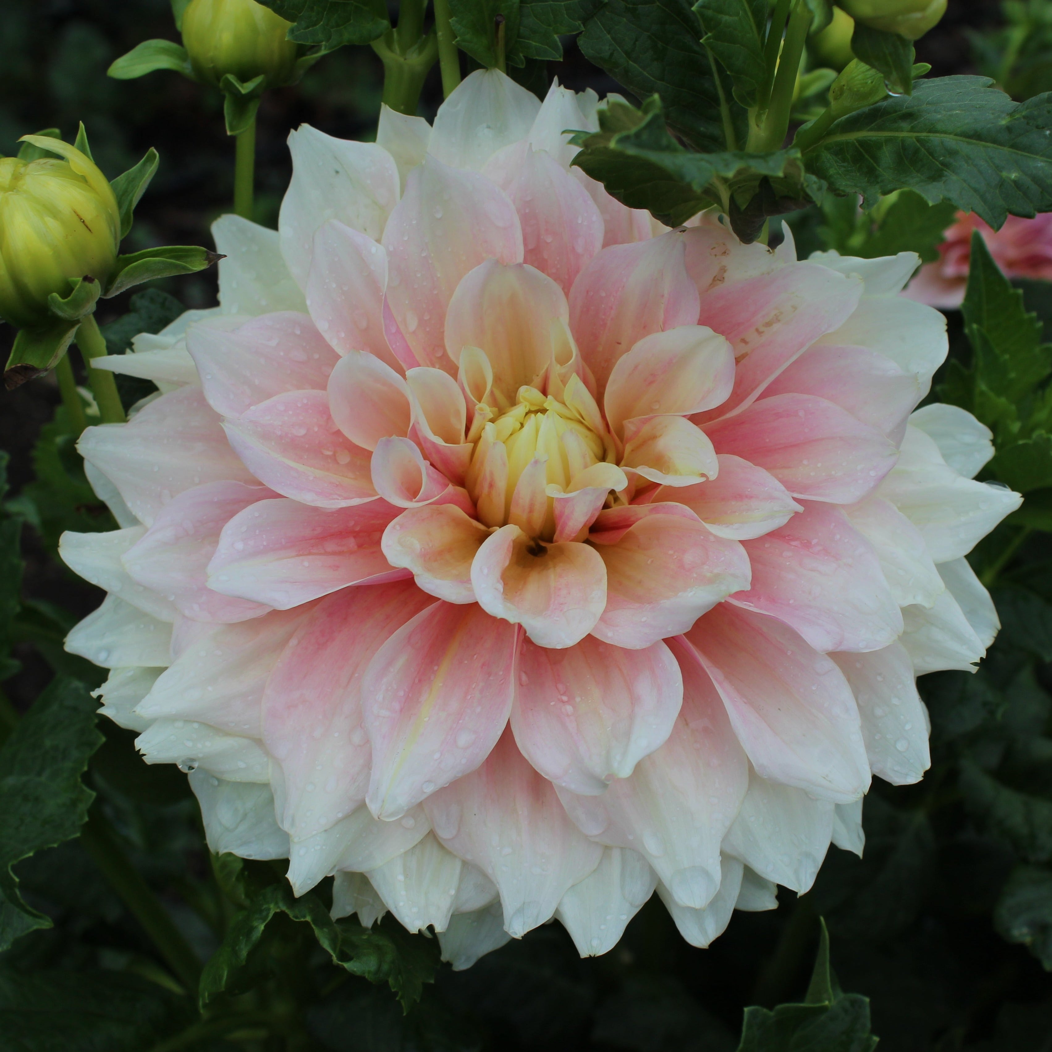 Products – The Flower Mills