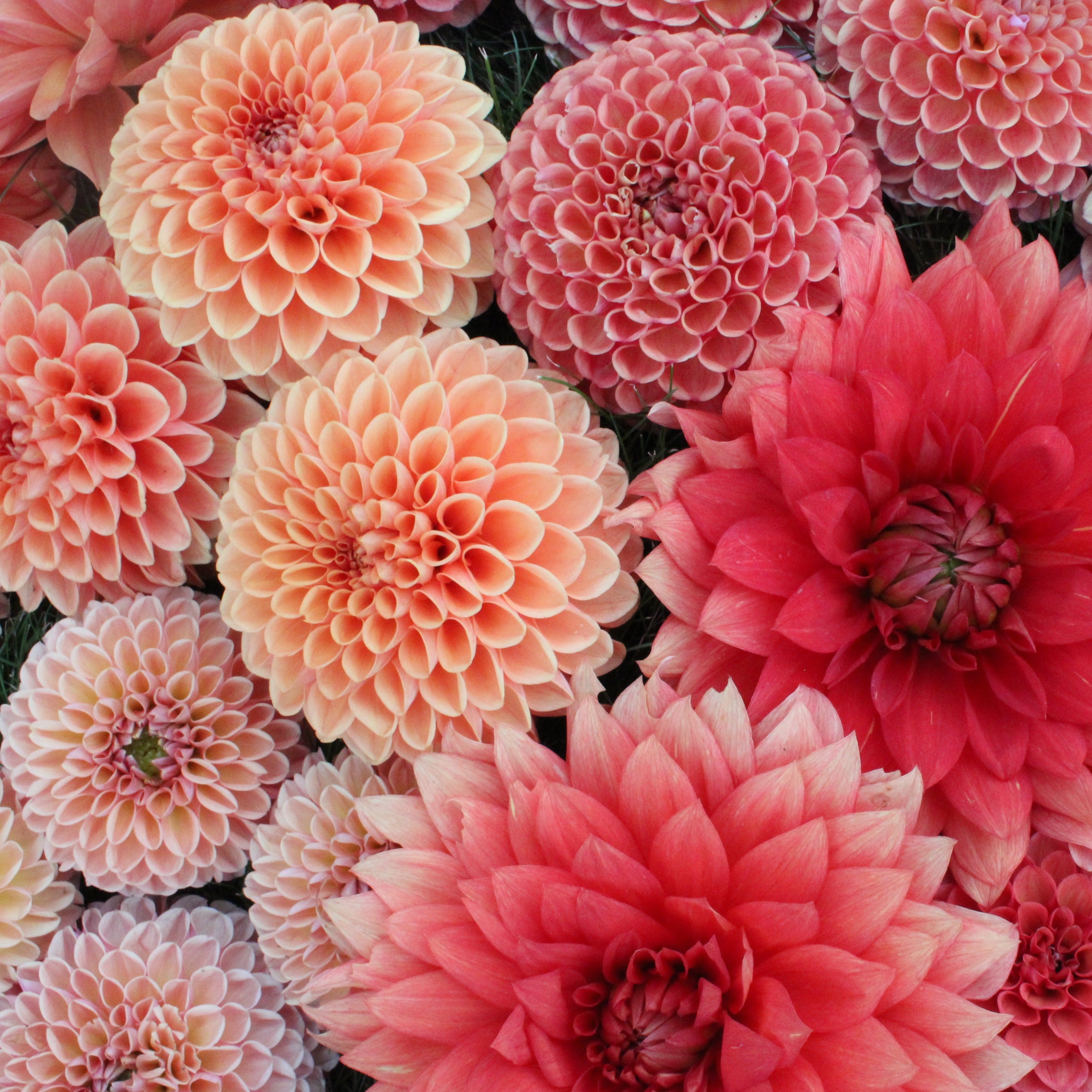 Products – Page 2 – The Flower Mills