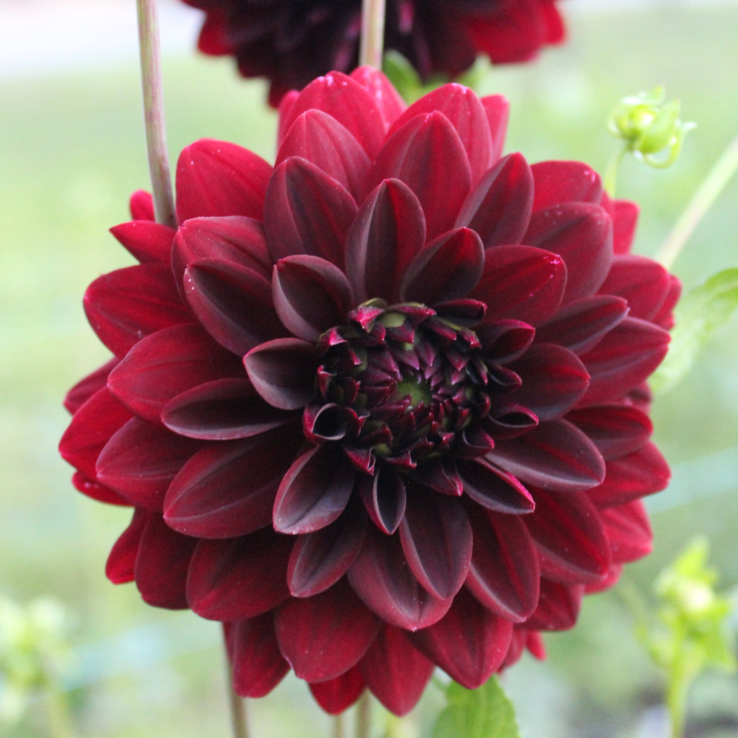 Products – The Flower Mills