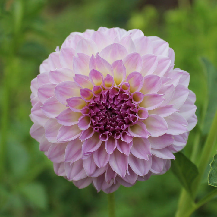 Products – The Flower Mills