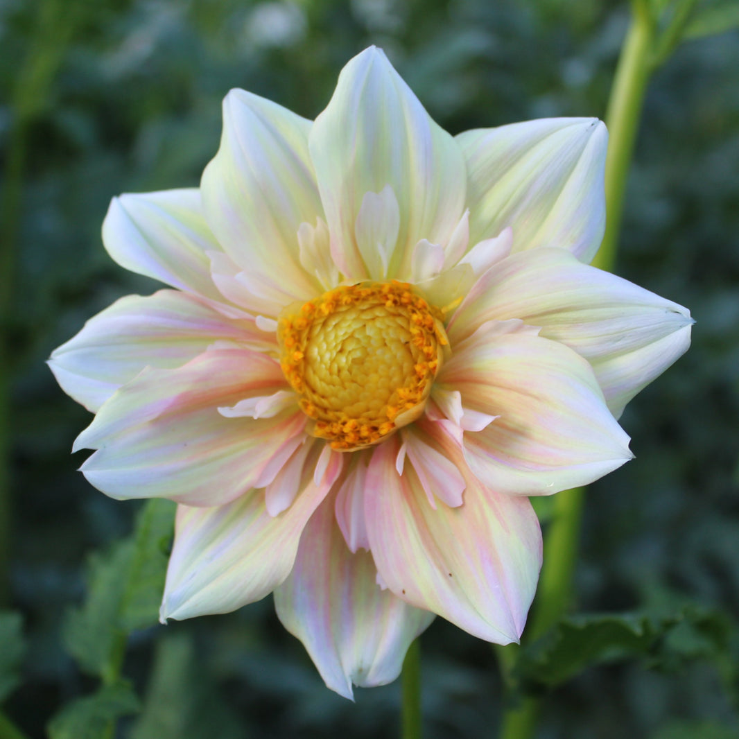 Products – The Flower Mills