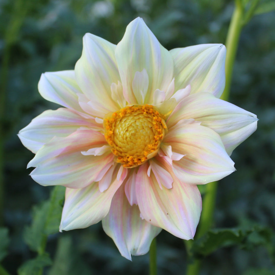 Products – The Flower Mills