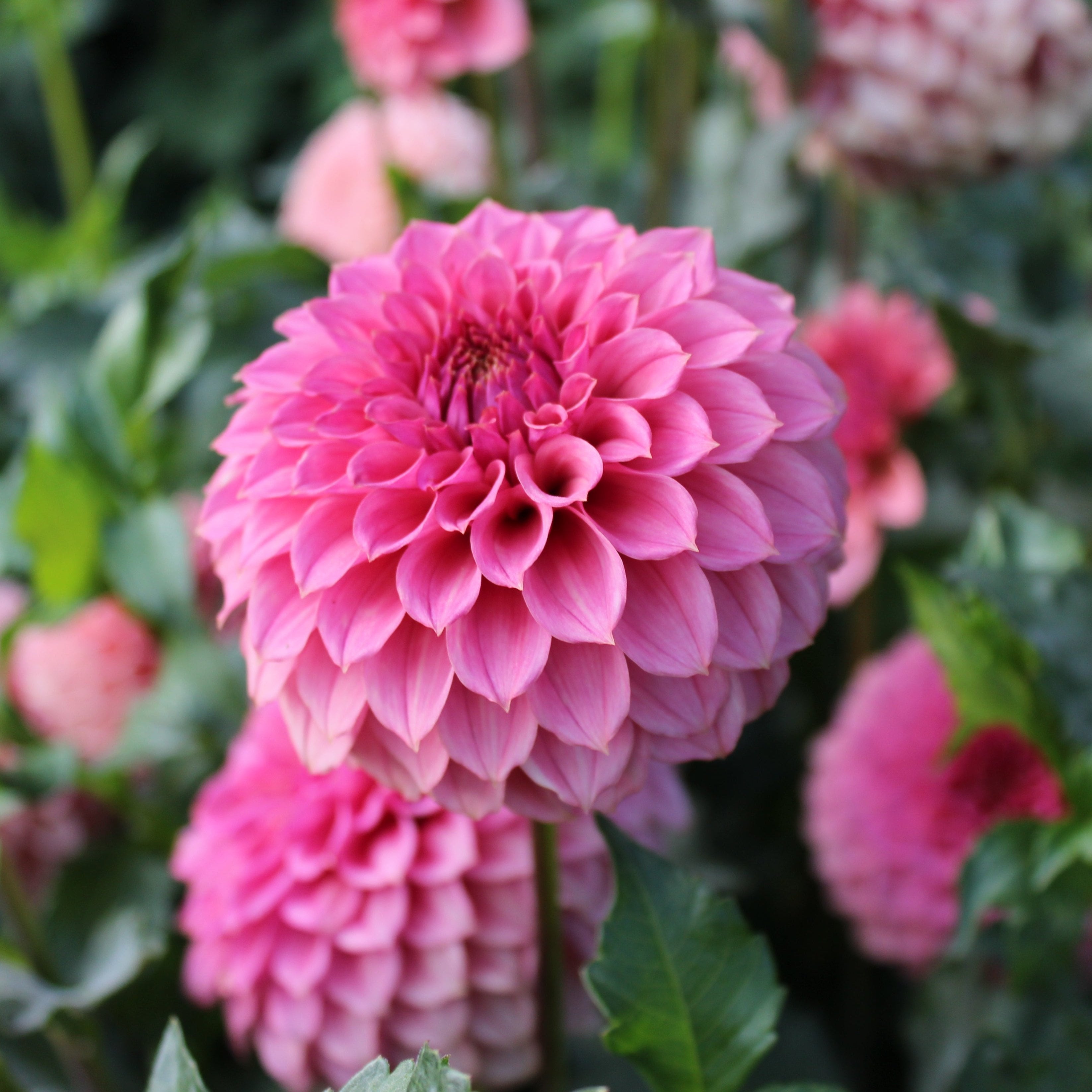 KA’s® Keltie Rose – The Flower Mills