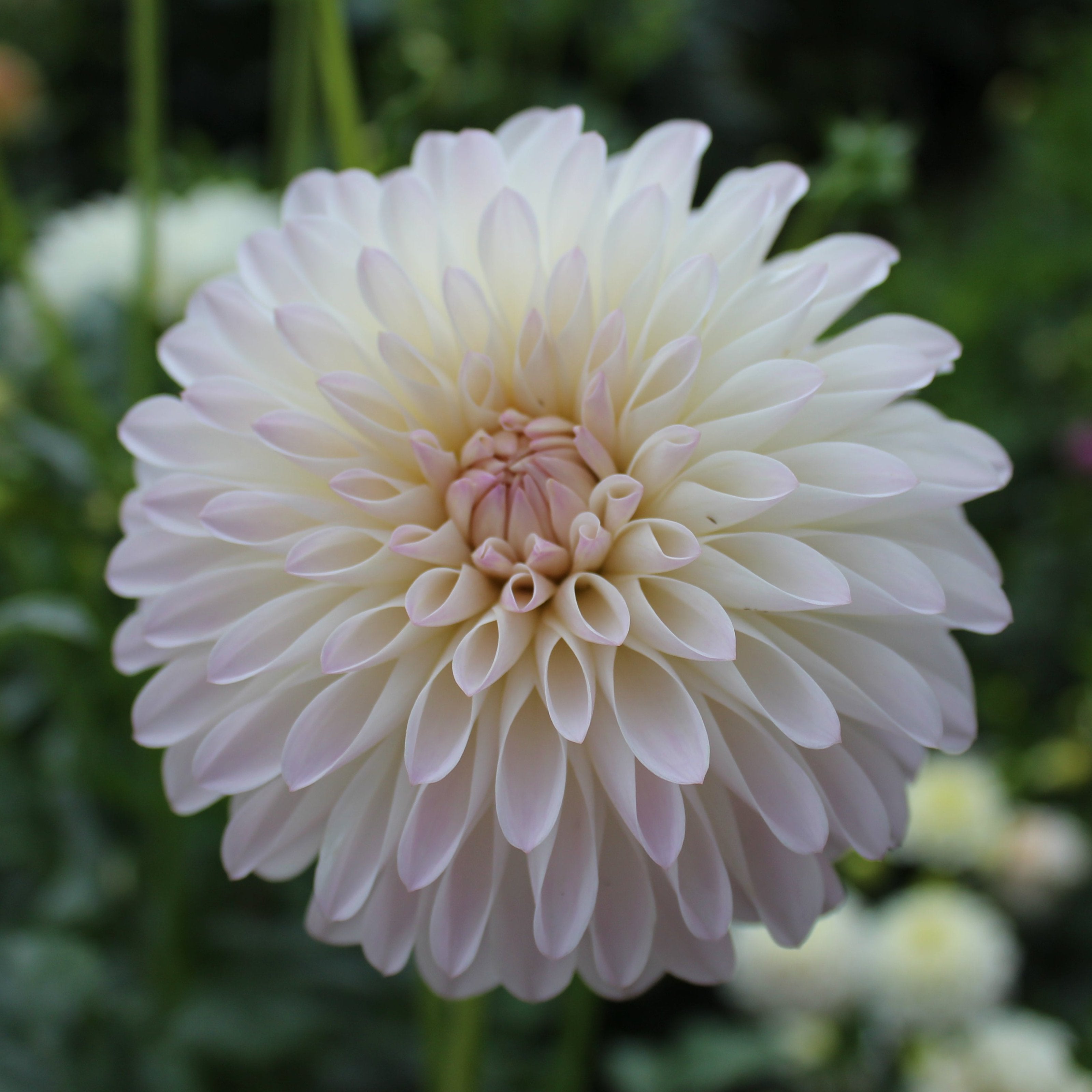 Tahoma Stellar Feller – The Flower Mills
