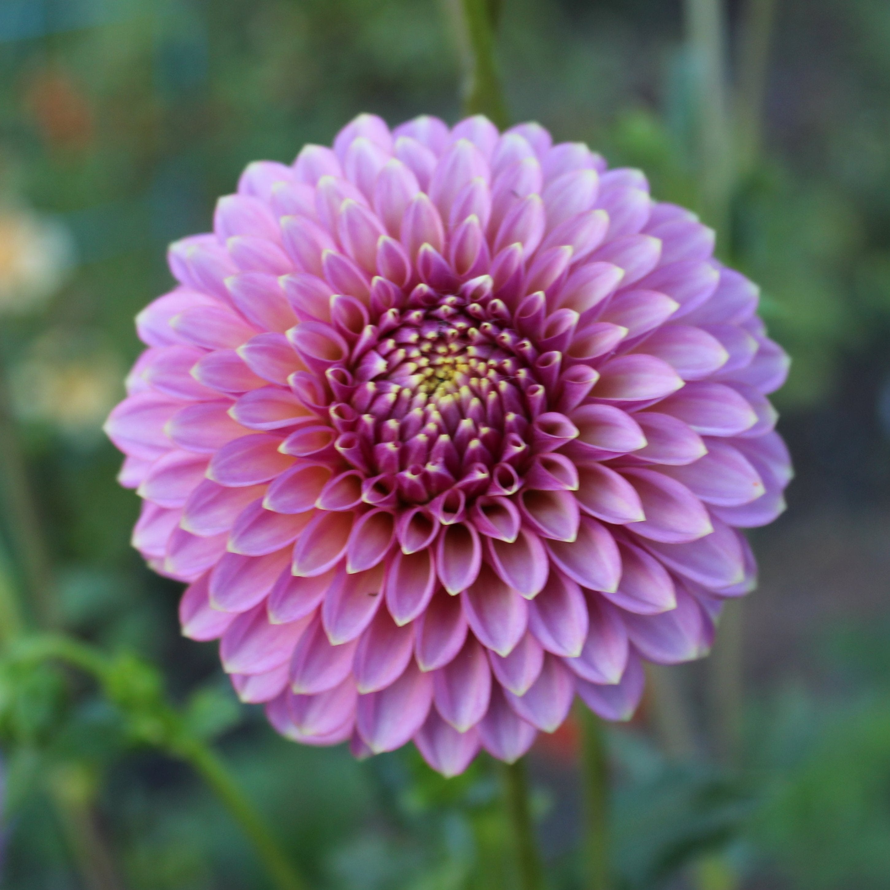 Skipley Spot of Gold – The Flower Mills