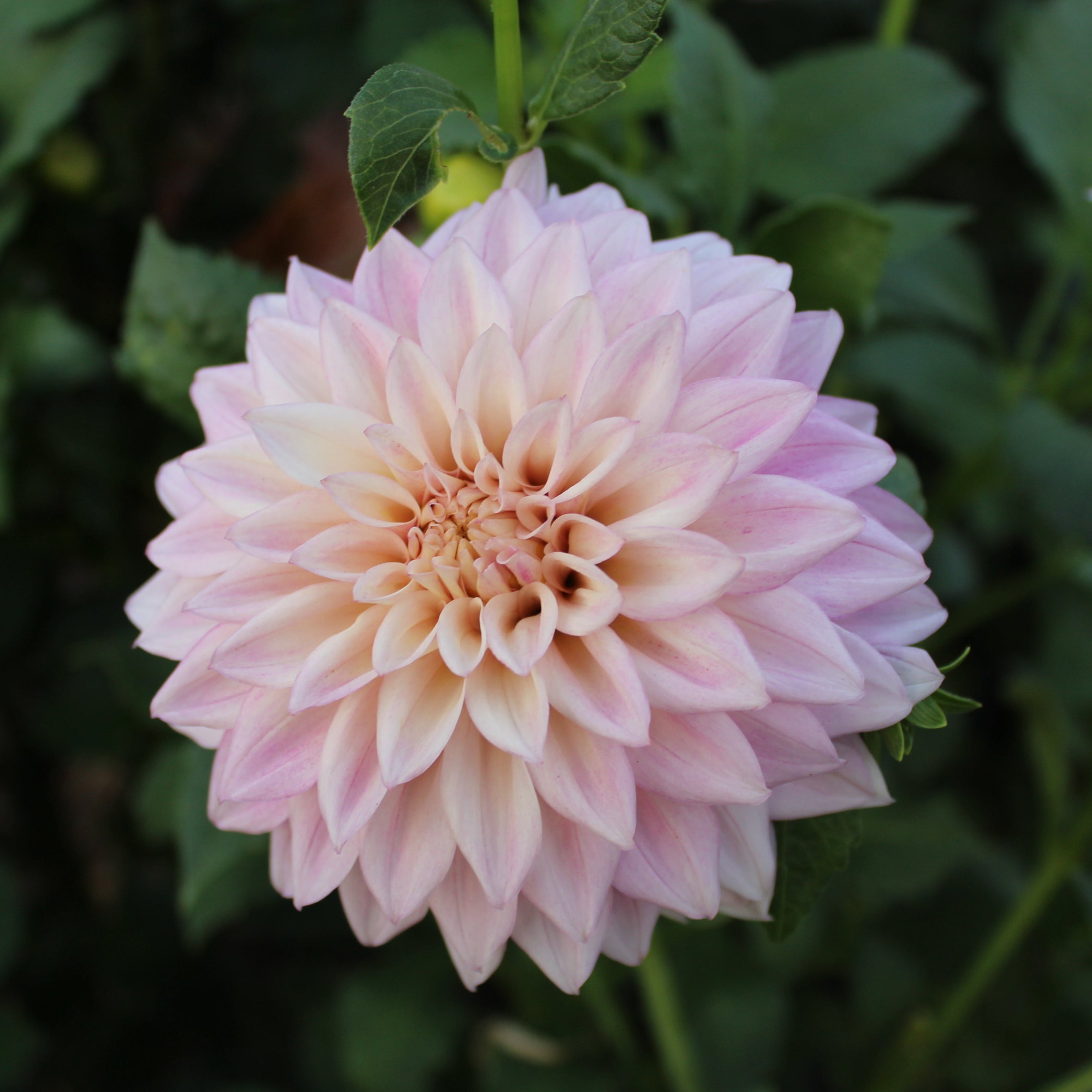KA’s® Mocha Jake – The Flower Mills